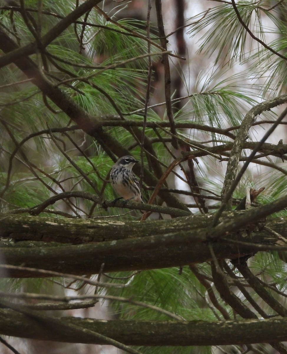 eBird Checklist - 12 Apr 2026 - Grevers Nature Preserve - 26 species