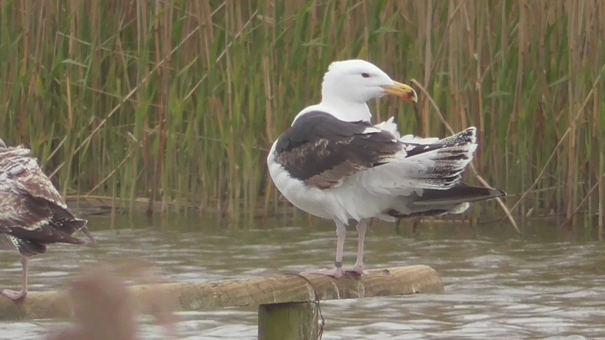 eBird Checklist - 4 Apr 2026 - Radipole Lake - 26 species
