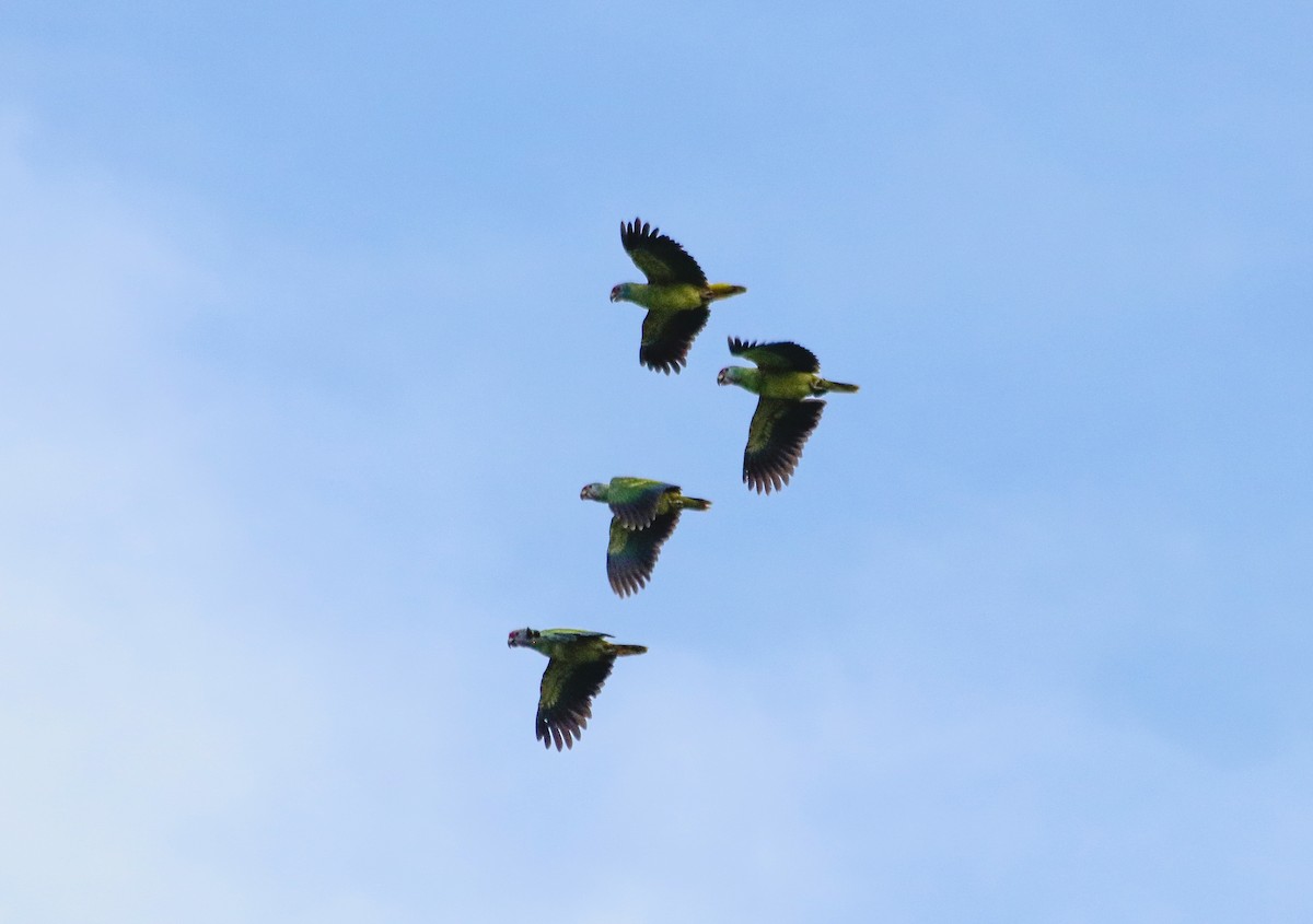 ML654889475 - Red-tailed Amazon - Macaulay Library