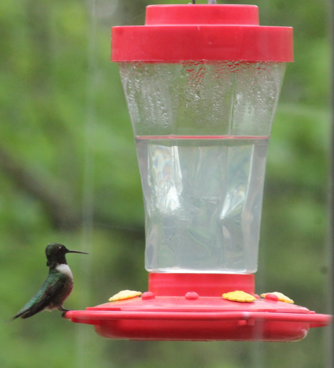 eBird Checklist - 13 Apr 2026 - Gerald and Cathy DeNeal home - 20 species
