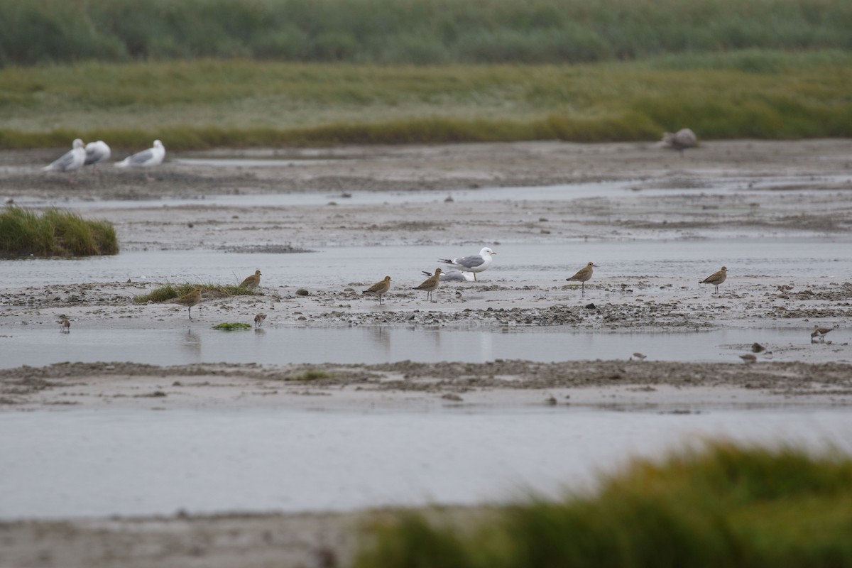 eBird Checklist - 28 Jul 2017 - Platinum Airstrip, AK (59.0167,-161. ...