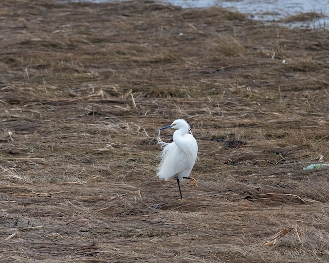 Canada's First Snowy x Little Egret Hybrid - eBird New Brunswick