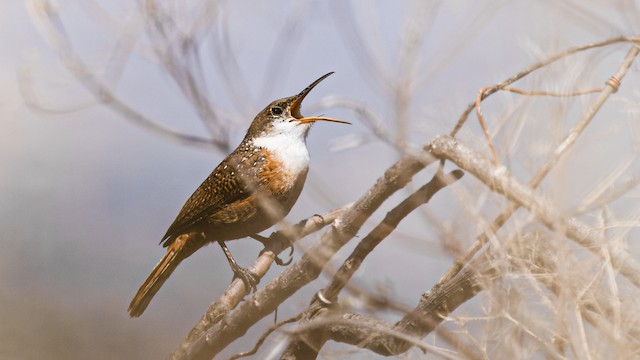 Boca del Río, Veracruz, Mexico - eBird
