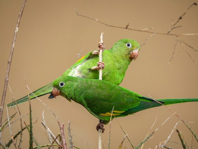 Conoce al equipo de eBird Bolivia - eBird Bolivia