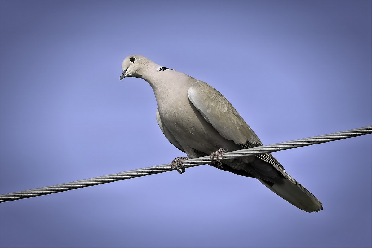 California Bird Atlas Checklist - 19 Apr 2026 - Anaheim Coves Park (aka ...