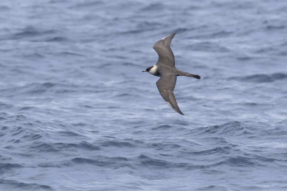 ML655540166 - Pomarine Jaeger - Macaulay Library