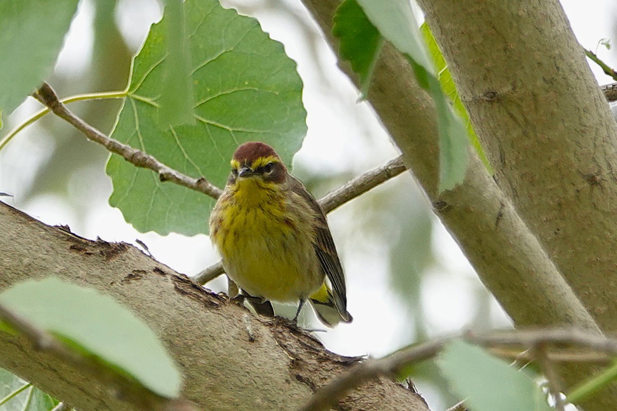 eBird Checklist - 21 Apr 2026 - Carbon Canyon Regional Park - 37 species