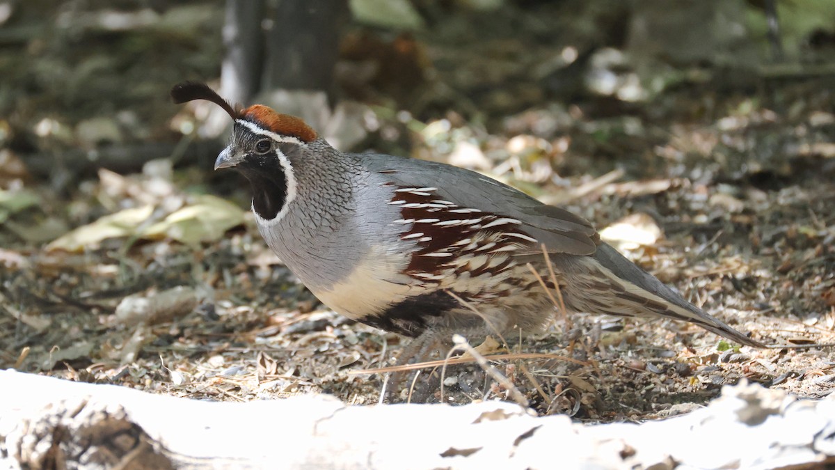 California Bird Atlas Checklist - 19 Apr 2026 - Big Morongo Canyon ...