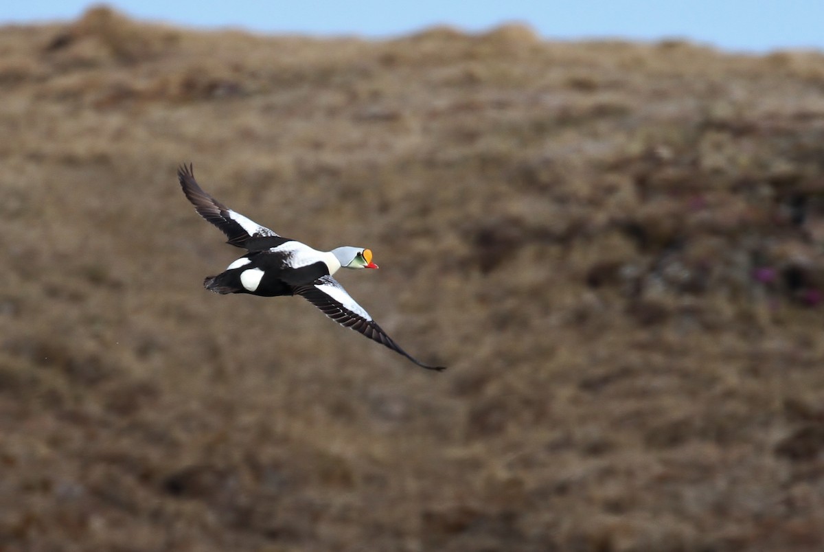 eBird Checklist - 19 Jun 2017 - Arctic NWR--Canning River Delta - 25 ...