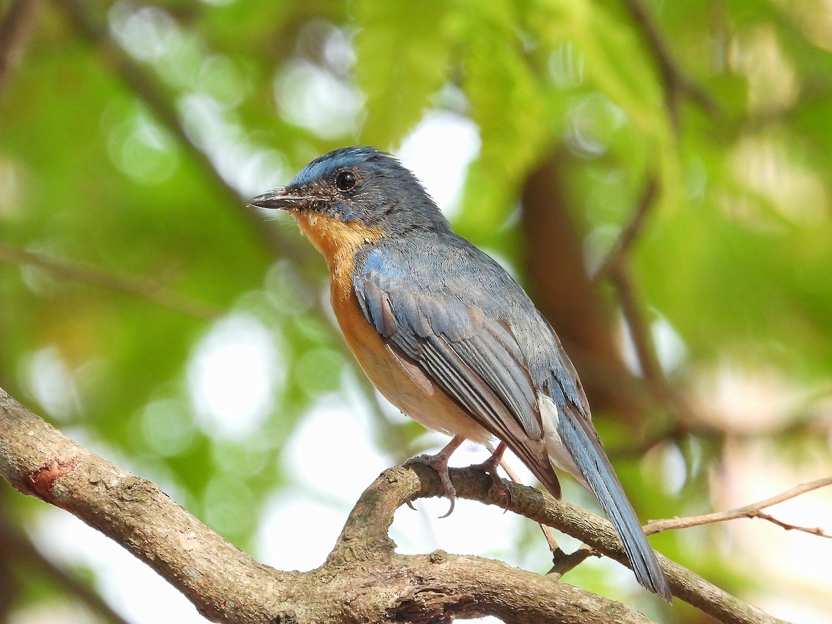 ML655766801 - Tickell's Blue Flycatcher - Macaulay Library