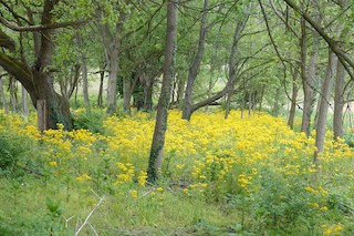 Cardinal Run Park North, Fayette, Kentucky, United States - eBird Hotspot