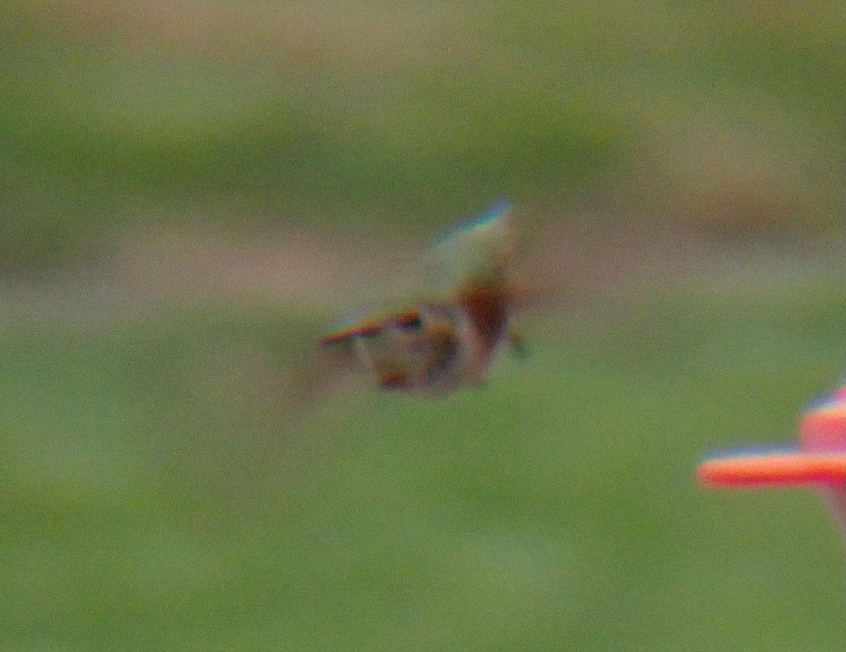 eBird Checklist - 25 Apr 2026 - Jenks St - 11 species