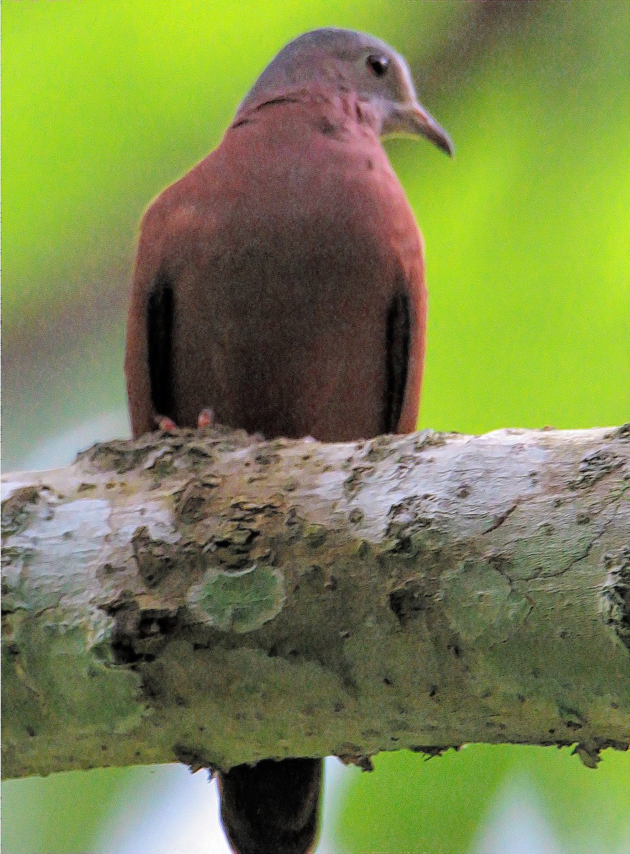 eBird Checklist - 2 Jul 2017 - Hotel Santa Lucía - 12 species