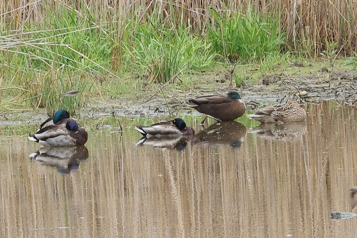 eBird Checklist - 30 Apr 2026 - Exton Park - 42 species