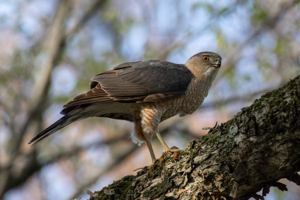 ML656439461 - Cooper's Hawk - Macaulay Library