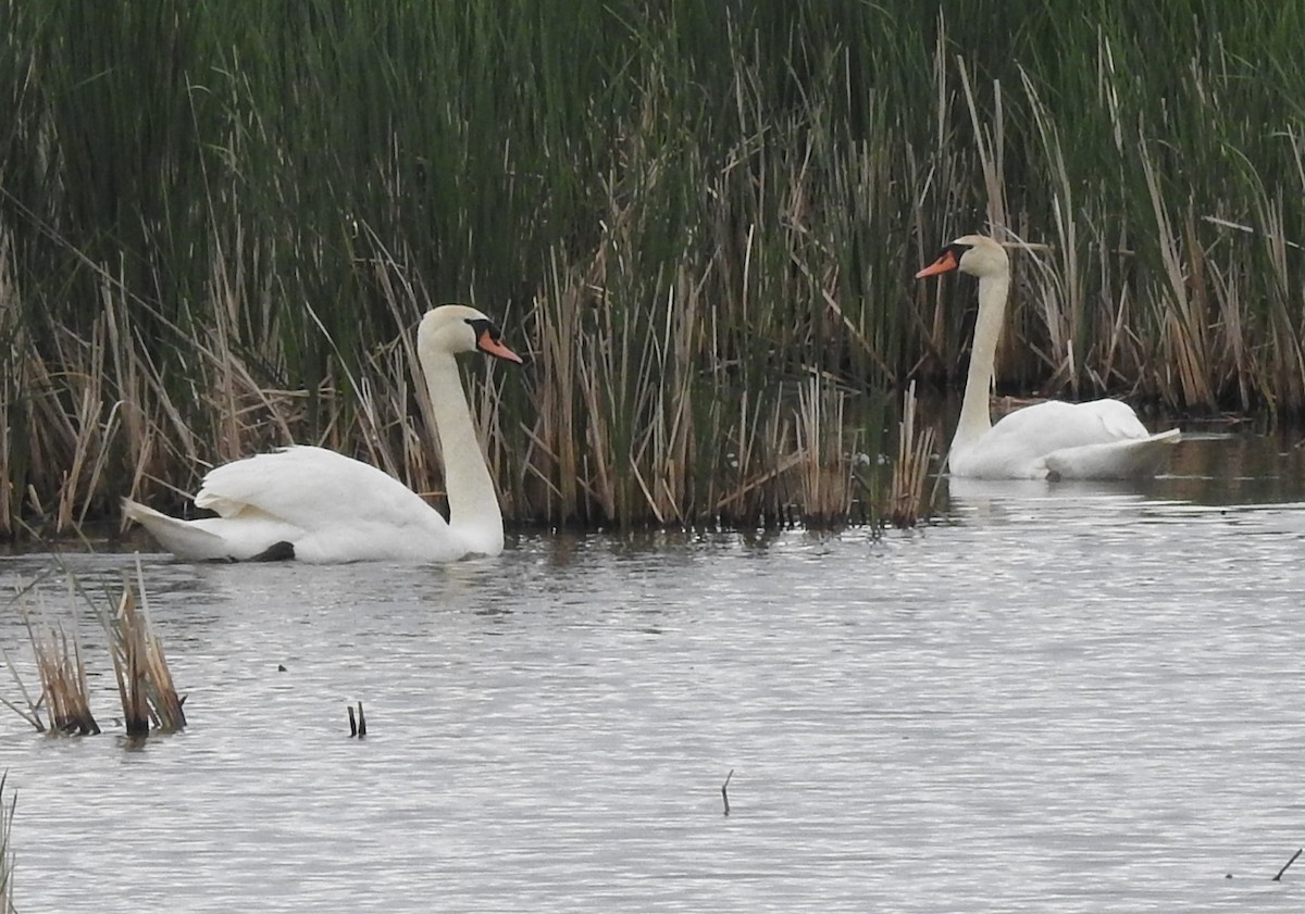 eBird Checklist - 7 May 2026 - Hart-Miller Island - 76 species (+2 ...