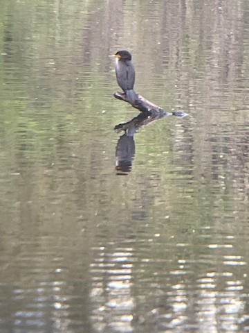 Bird Nerd Report – May 2026 – Panorama of the Mountains
