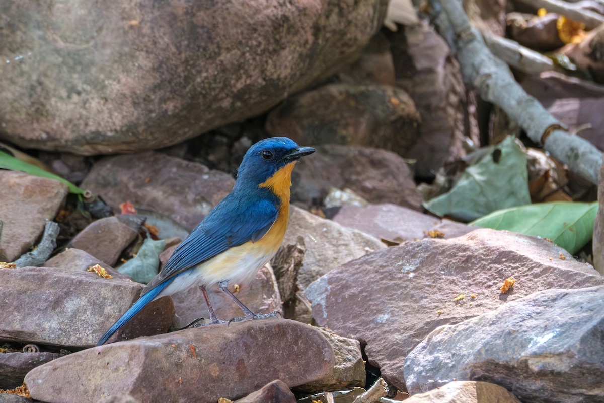 ML657794725 - Tickell's Blue Flycatcher - Macaulay Library