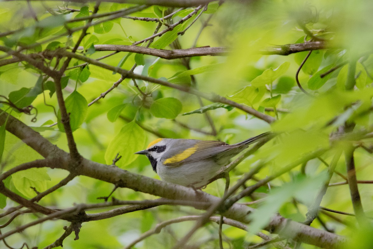 eBird Checklist - 12 May 2026 - Pearson Metropark - 20 species