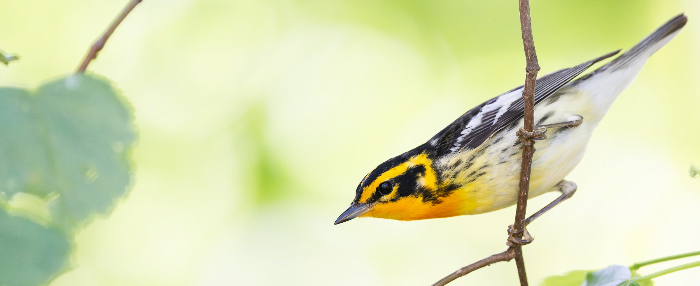 Birds of the World - Cornell Lab of Ornithology