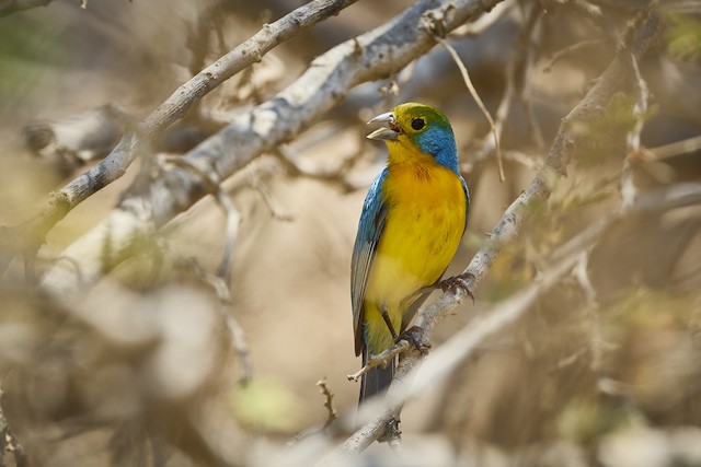 ¡Conozcamos nuestras aves por su voz! Grabemos a las aves de México ...