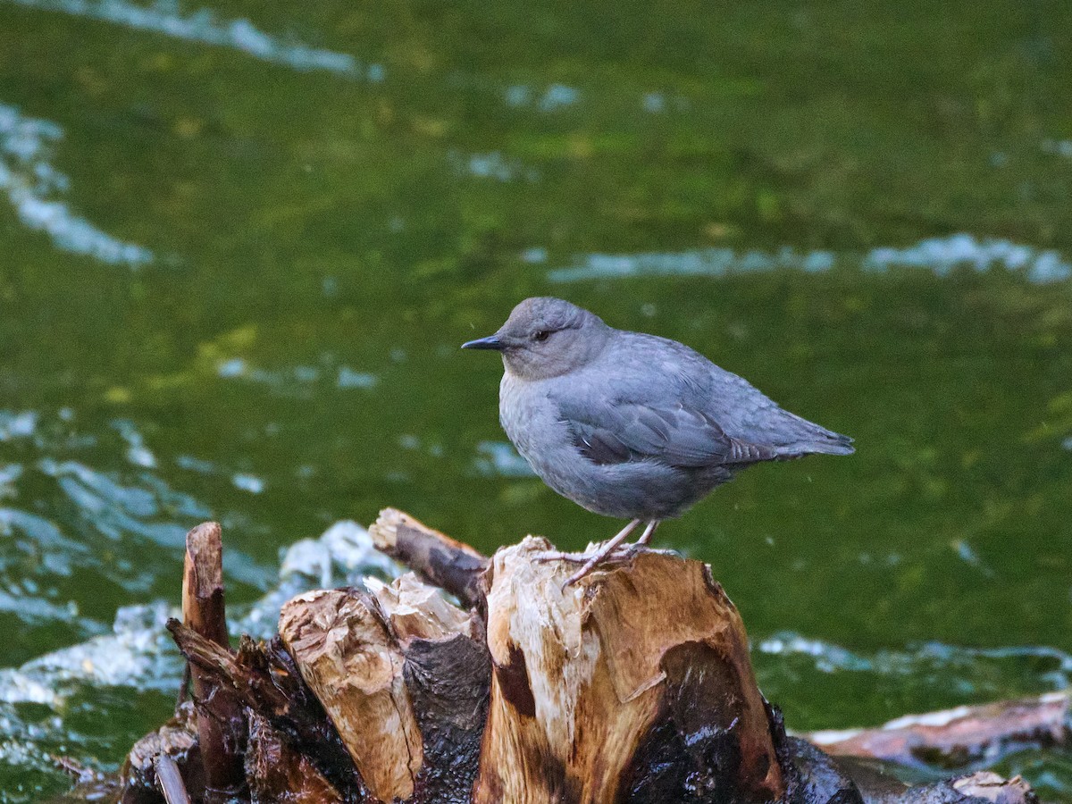ML658209698 - American Dipper - Macaulay Library
