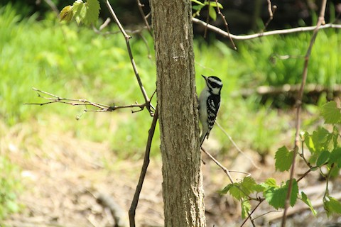 Bird Nerd Report – May 2026 – Panorama of the Mountains