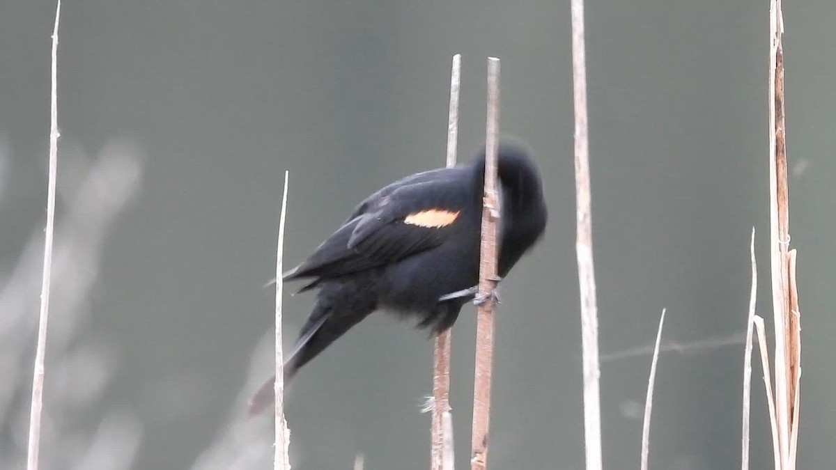 ML658509543 - Red-winged Blackbird - Macaulay Library