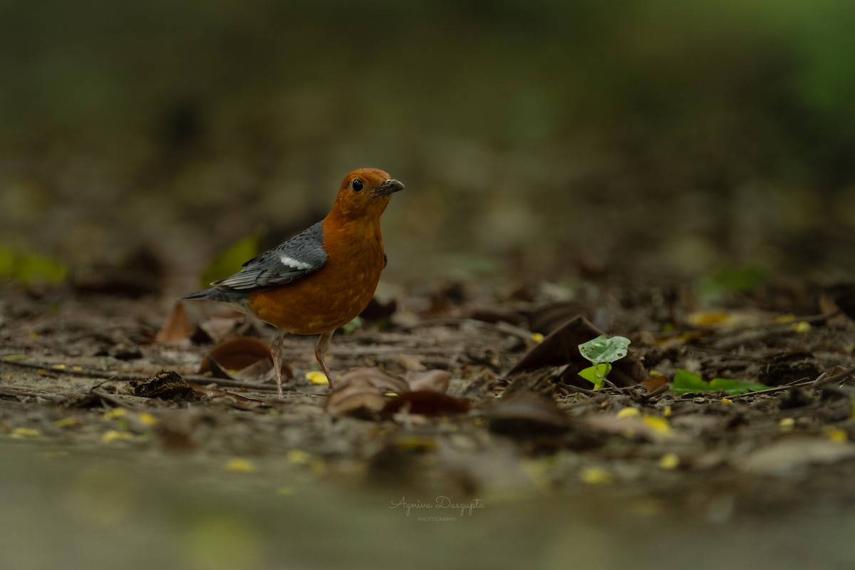 ML658519070 - Orange-headed Thrush - Macaulay Library