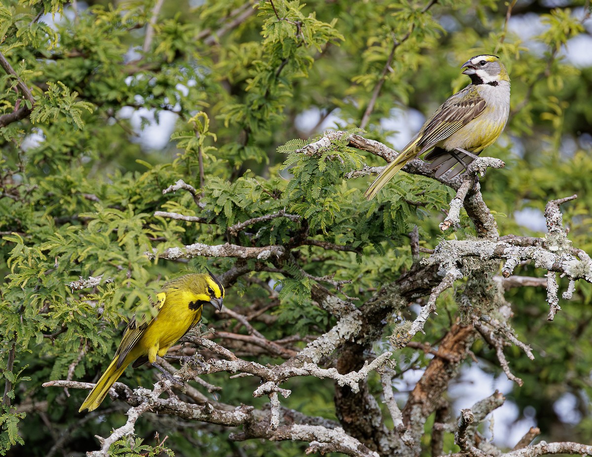 ML658540118 - Yellow Cardinal - Macaulay Library