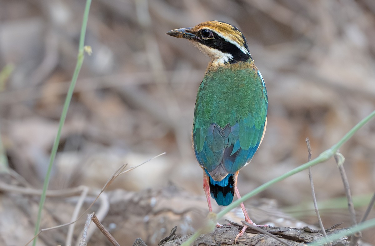 ML658574748 - Indian Pitta - Macaulay Library