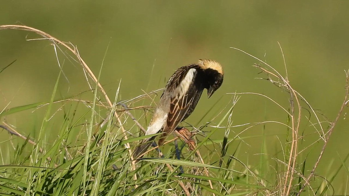 ML658737279 - Bobolink - Macaulay Library