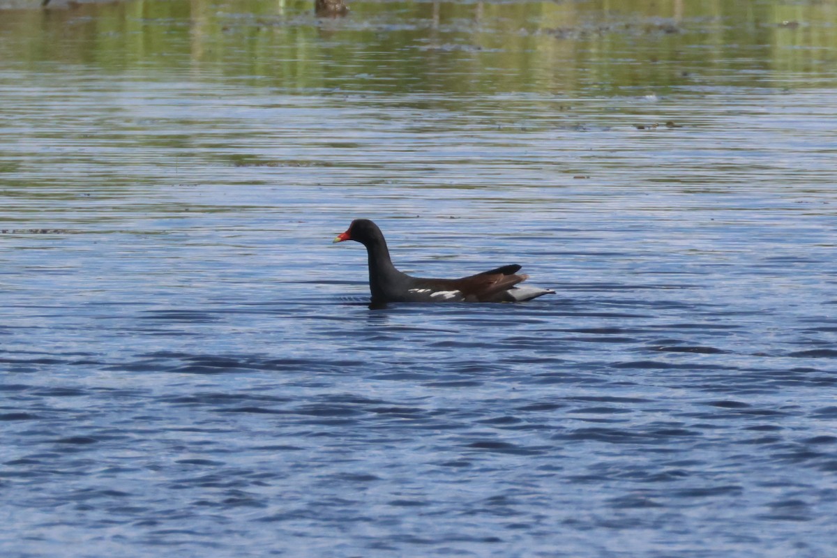 ML658782960 - Common Gallinule - Macaulay Library