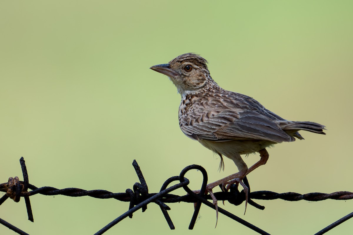 ML658807001 - Jerdon's Bushlark - Macaulay Library