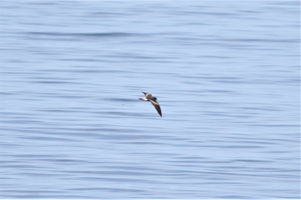 eBird Checklist - 11 Aug 2017 - Stellwagen Bank NMS - 14 species (+3 ...