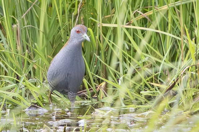 So geht’s: Ungewöhnliche Beobachtungen dokumentieren - eBird Germany