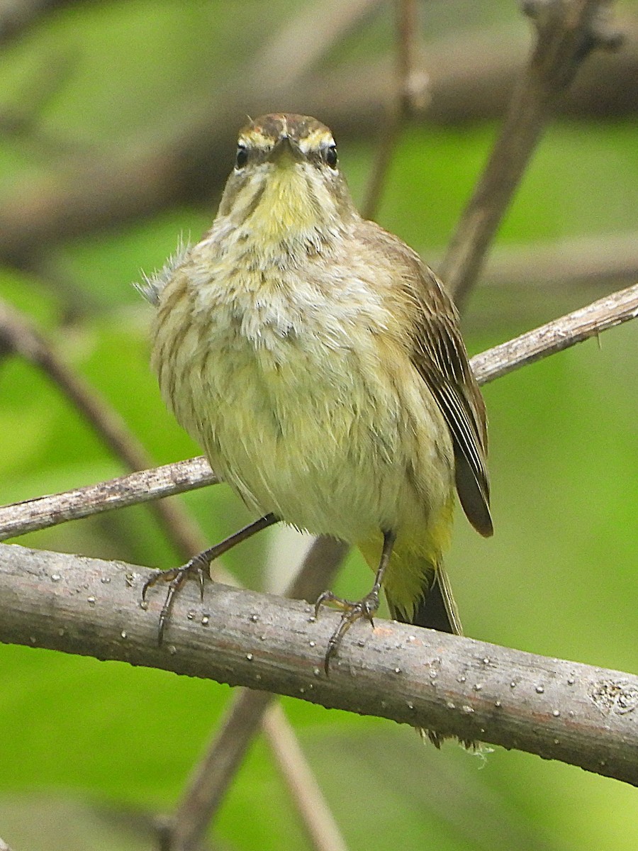 ML659285457 - Palm Warbler - Macaulay Library