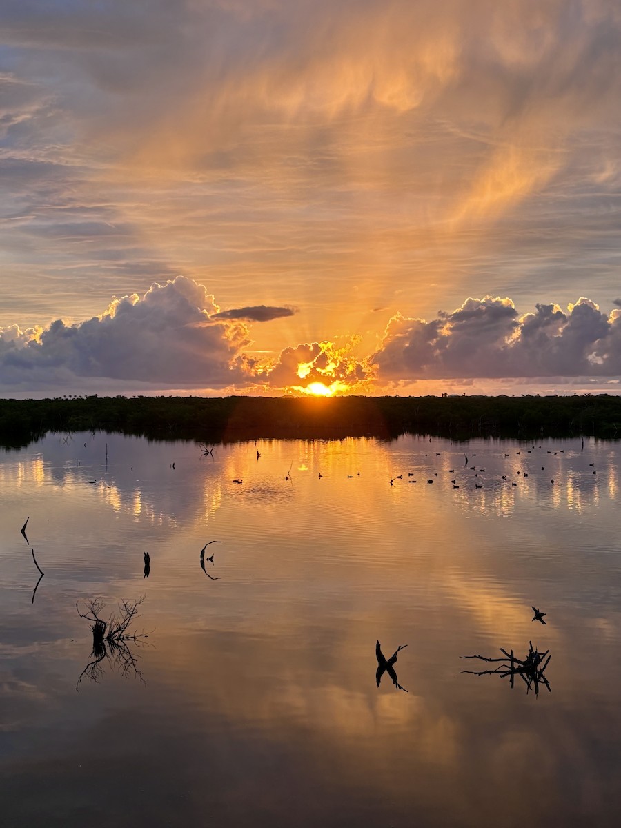 ML659396489 - Habitat: Sunrise @ Joe's Overlook - Macaulay Library