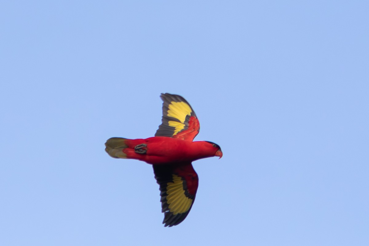 Sponsored young birder expedition leads to rediscovery of three lost ...
