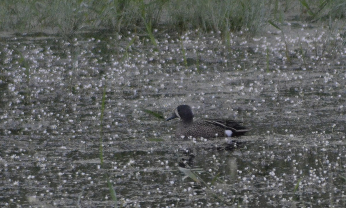 Media Search - Macaulay Library and eBird