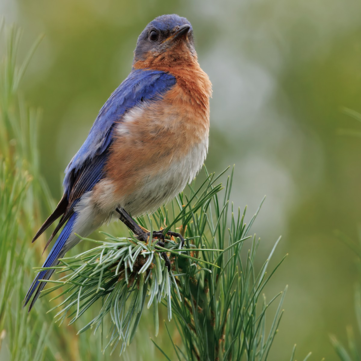 ML660158487 - Eastern Bluebird - Macaulay Library
