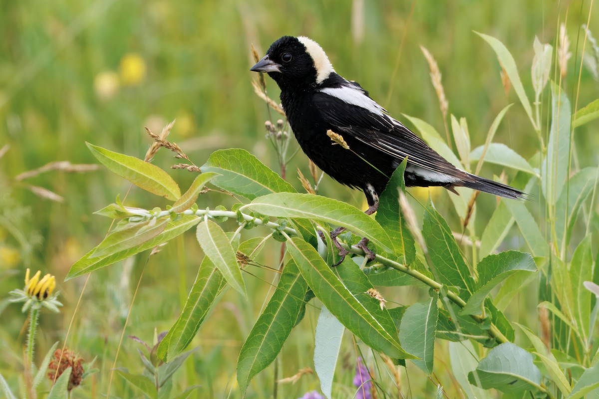 ML660158564 - Bobolink - Macaulay Library