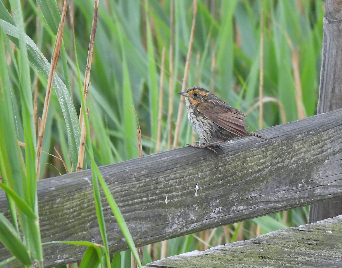 ML660212174 - Saltmarsh Sparrow - Macaulay Library