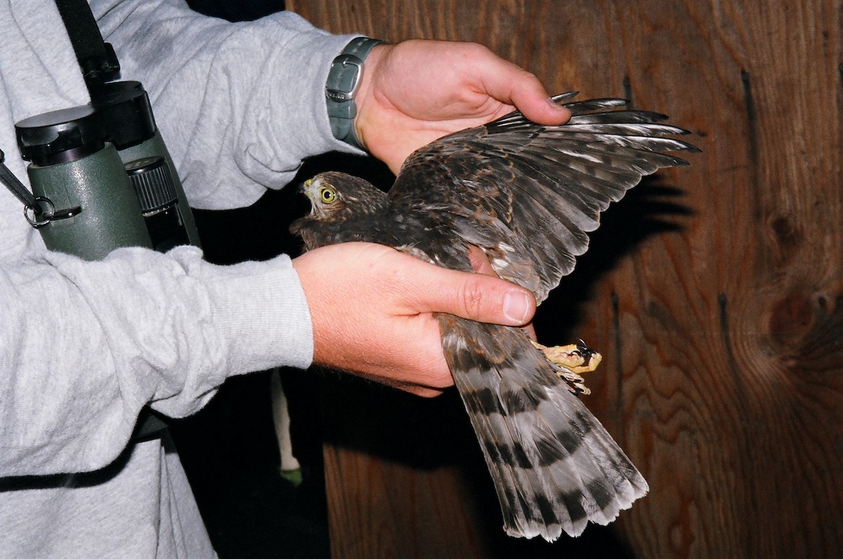 eBird Checklist - 6 Sep 2004 - Intermountain Bird Observatory at Lucky ...