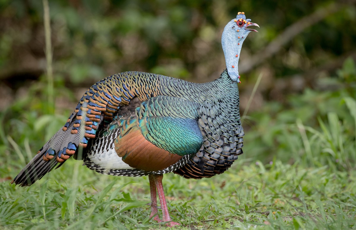ML66285291 - Ocellated Turkey - Macaulay Library