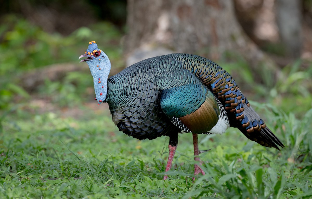 ML66285881 - Ocellated Turkey - Macaulay Library