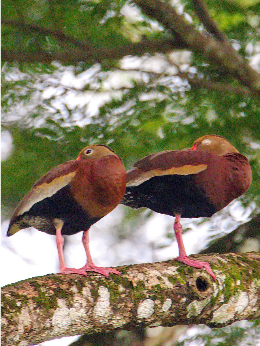eBird Checklist - 3 Jul 2017 - Tárcoles--localidad general - 7 species