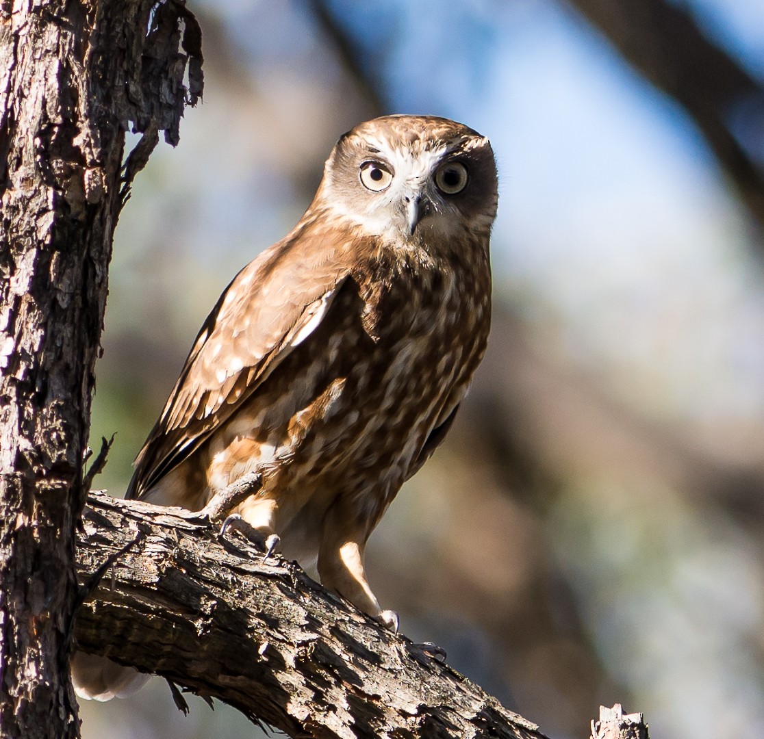 ML66419711 - Australian Boobook - Macaulay Library