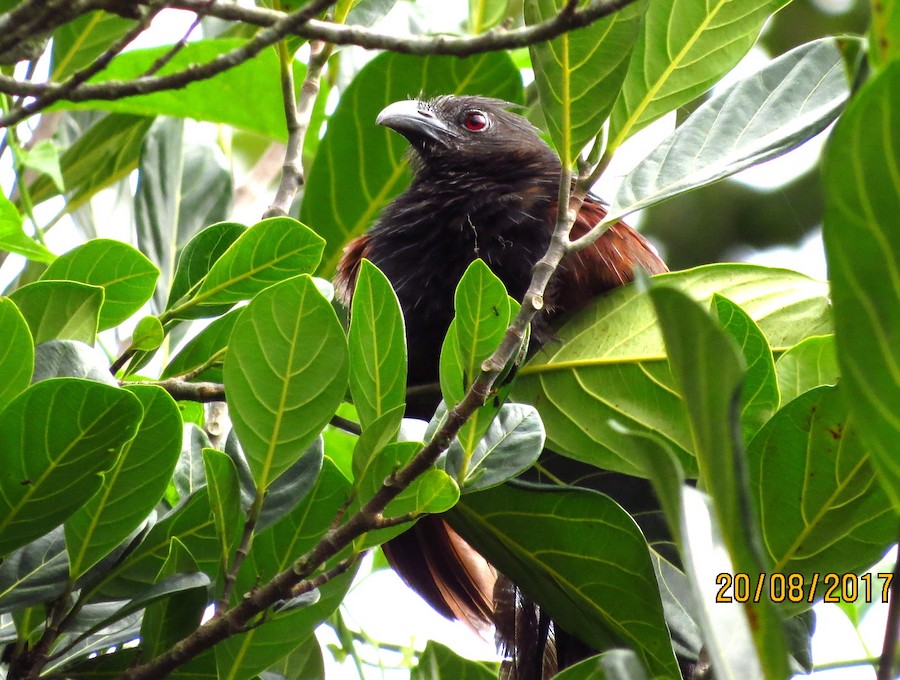 coucal sp. - eBird