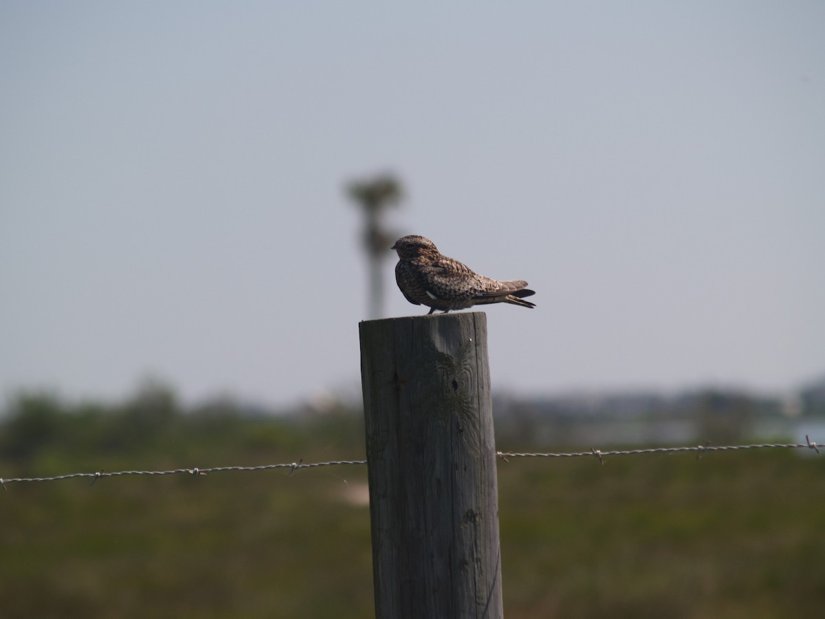 eBird Checklist - 6 May 2013 - Yacht Basin/Tuna/Bob rd. area (UTC 057 ...